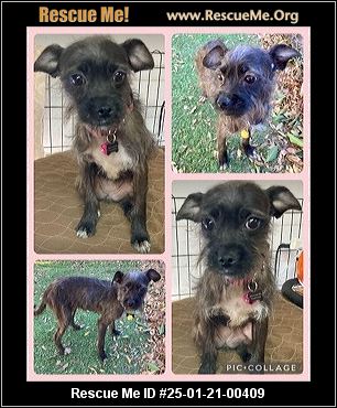 - California Border Terrier Rescue - ADOPTIONS - Rescue Me!