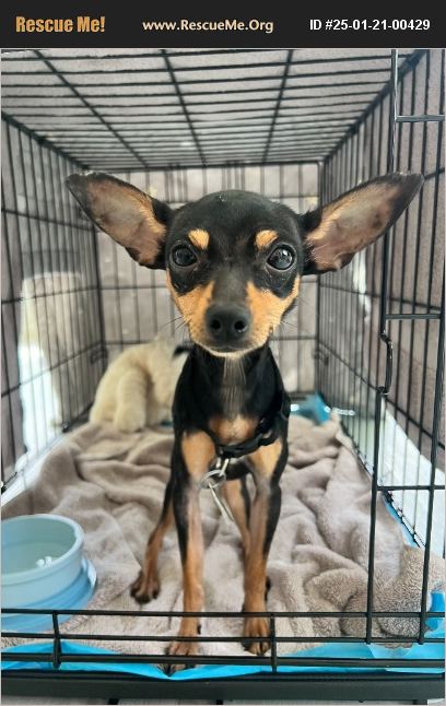 ADOPT 25012100429 ~ Miniature Pinscher Rescue ~ Honolulu County, HI