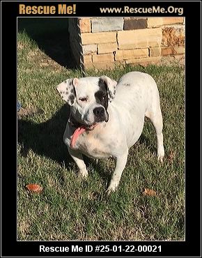- Alabama Boxer Rescue - ADOPTIONS - Rescue Me!