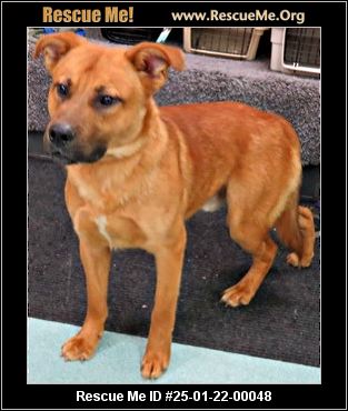 - Virginia German Shepherd Rescue - ADOPTIONS - Rescue Me!