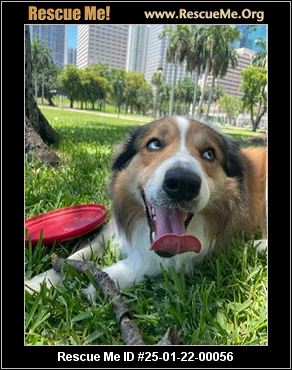 - Georgia Border Collie Rescue - ADOPTIONS - Rescue Me!