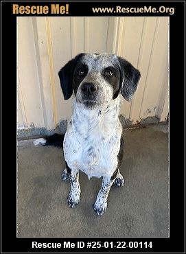 - California Australian Cattle Dog Rescue - ADOPTIONS - Rescue Me!