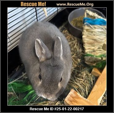 - Massachusetts Rabbit Rescue - ADOPTIONS - Rescue Me!