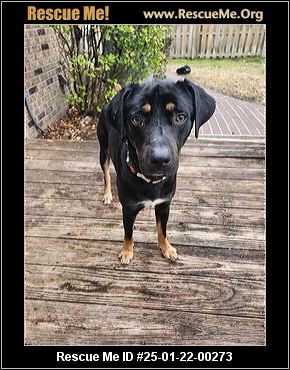 - New York Dog Rescue - ADOPTIONS - Rescue Me!