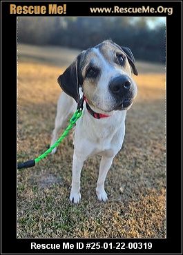 - New York Dog Rescue - ADOPTIONS - Rescue Me!