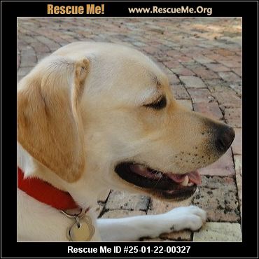 - Florida Lab Rescue - ADOPTIONS - Rescue Me!