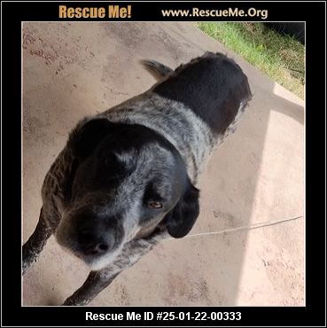 - Colorado Dog Rescue - ADOPTIONS - Rescue Me!