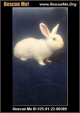 - California Rabbit Rescue - ADOPTIONS - Rescue Me!