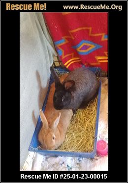 - California Rabbit Rescue - ADOPTIONS - Rescue Me!