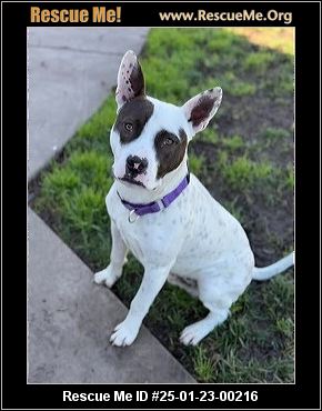 - California French Bulldog Rescue - ADOPTIONS - Rescue Me!