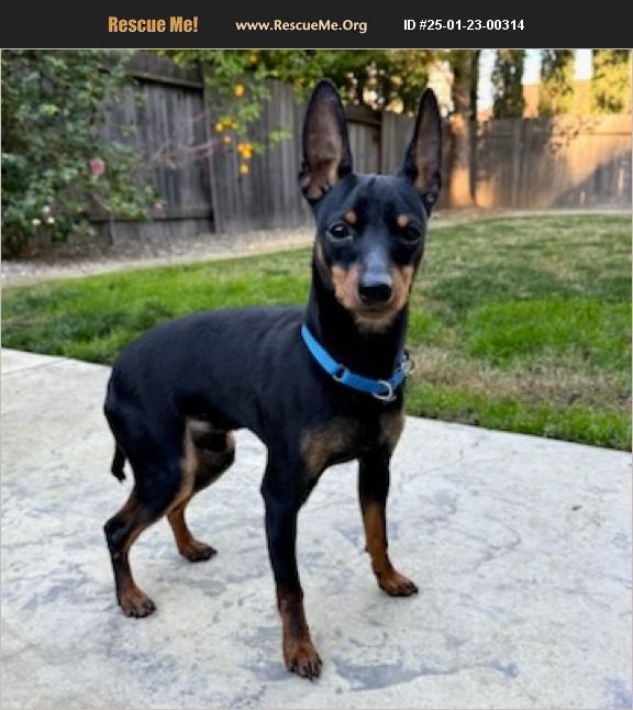ADOPT 25012300314 ~ Miniature Pinscher Rescue ~ Orangevale, CA