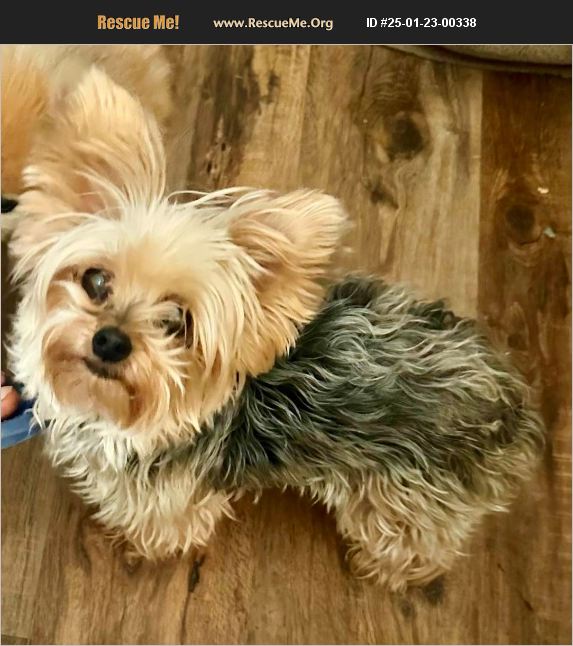 ADOPT 25012300338 ~ Yorkie Rescue ~ Rancho Cucamonga, CA