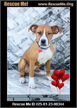 - Georgia Boxer Rescue - ADOPTIONS - Rescue Me!