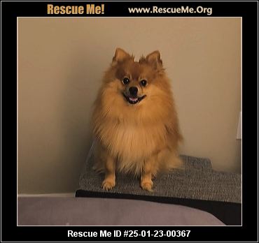 - Michigan Pomeranian Rescue - ADOPTIONS - Rescue Me!