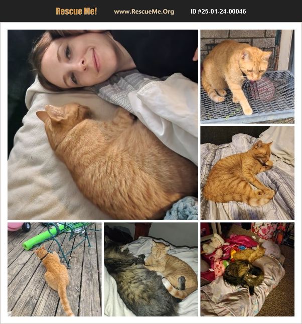 ADOPT 25012400046 ~ Domestic Cat Rescue ~ Owasso, OK