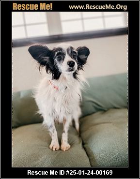 - Missouri Papillon Rescue - ADOPTIONS - Rescue Me!
