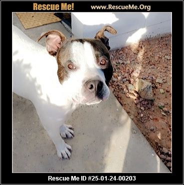 - Nevada Dog Rescue - ADOPTIONS - Rescue Me!
