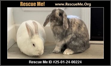 - California Rabbit Rescue - ADOPTIONS - Rescue Me!