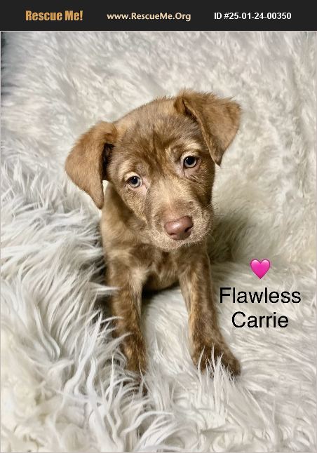 ADOPT 25012400350 ~ Lab Rescue ~ New Castle, DE