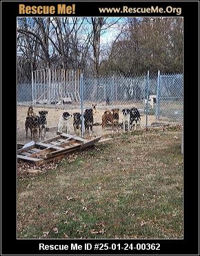 - Tennessee Mutt Rescue - ADOPTIONS - Rescue Me!