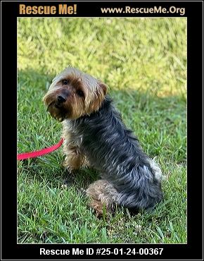 - Tennessee Yorkie Rescue - ADOPTIONS - Rescue Me!