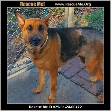 - Pennsylvania German Shepherd Rescue - ADOPTIONS - Rescue Me!