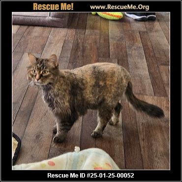 - Wisconsin Cat Rescue - ADOPTIONS - Rescue Me!