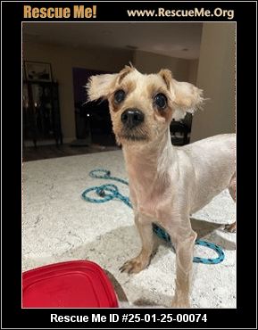 - Florida Maltese Rescue - ADOPTIONS - Rescue Me!