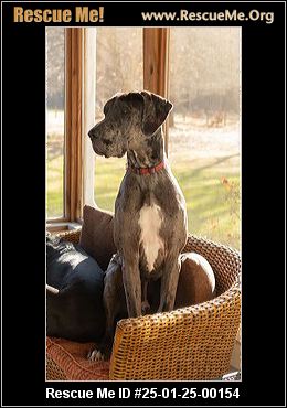 - Tennessee Dog Rescue - ADOPTIONS - Rescue Me!