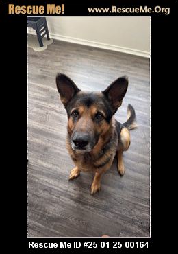 - Texas German Shepherd Rescue - ADOPTIONS - Rescue Me!