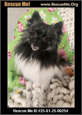 - Arizona Pomeranian Rescue - ADOPTIONS - Rescue Me!