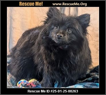 - Colorado Dog Rescue - ADOPTIONS - Rescue Me!