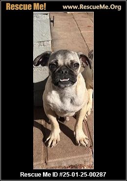 - California Pug Rescue - ADOPTIONS - Rescue Me!