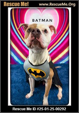 - Michigan Dog Rescue - ADOPTIONS - Rescue Me!