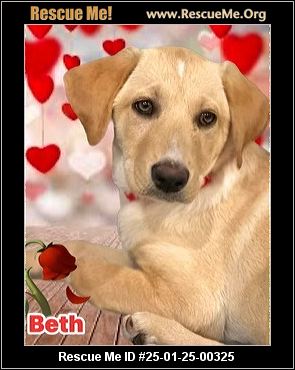 - New Jersey Lab Rescue - ADOPTIONS - Rescue Me!