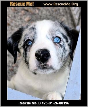 - Florida Border Collie Rescue - ADOPTIONS - Rescue Me!