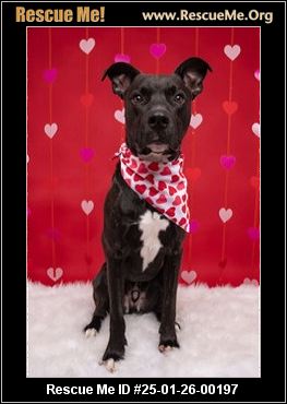 - New York Dog Rescue - ADOPTIONS - Rescue Me!