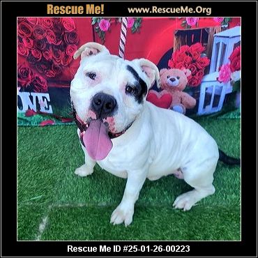 - California American Bulldog Rescue - ADOPTIONS - Rescue Me!