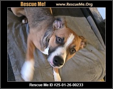 - Missouri Boxer Rescue - ADOPTIONS - Rescue Me!