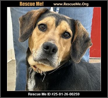 - Colorado Dog Rescue - ADOPTIONS - Rescue Me!