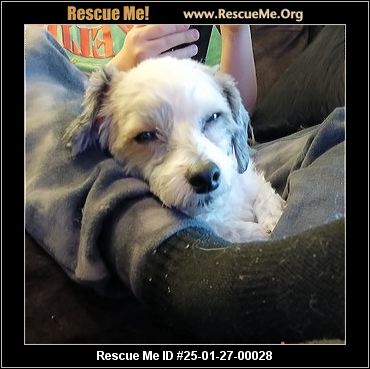 - Michigan Pomeranian Rescue - ADOPTIONS - Rescue Me!