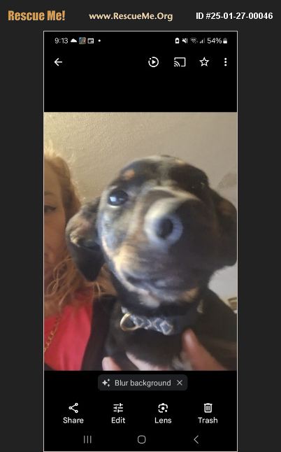 ADOPT 25012700046 ~ Dachshund Rescue ~ MAIDEN, NC