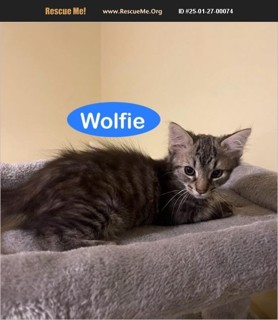 ADOPT 25012700074 ~ Domestic Cat Rescue ~ Howell Township, NJ