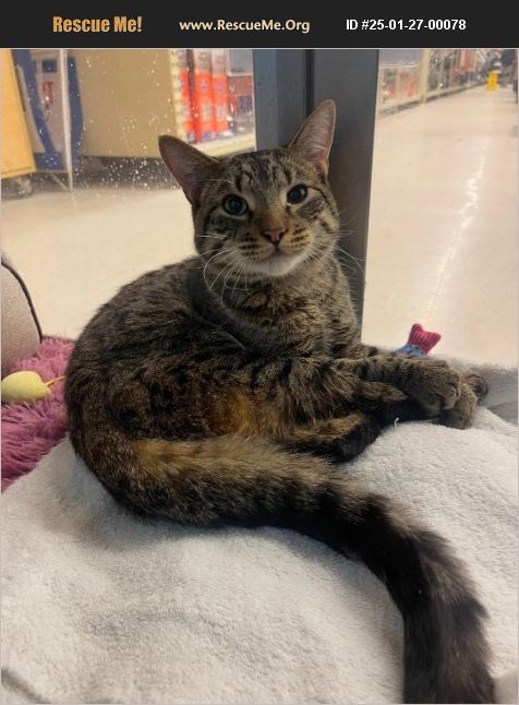 ADOPT 25012700078 ~ Domestic Cat Rescue ~ Howell Township, NJ