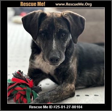 - Tennessee Mountain Cur Rescue - ADOPTIONS - Rescue Me!