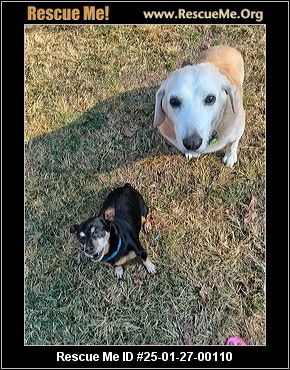 - Kentucky Lab Rescue - ADOPTIONS - Rescue Me!