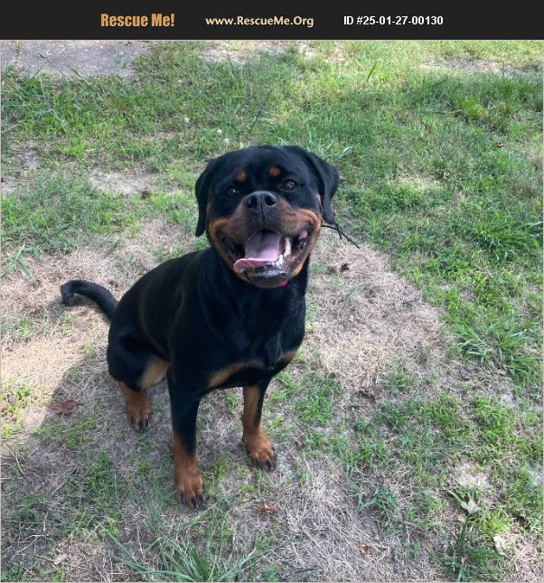 ADOPT 25012700130 ~ Rottweiler Rescue ~ Richmond, VA