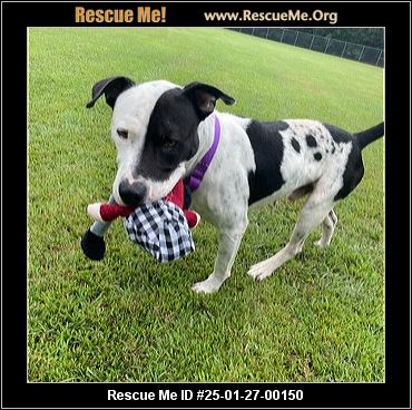 - Delaware Dog Rescue - ADOPTIONS - Rescue Me!