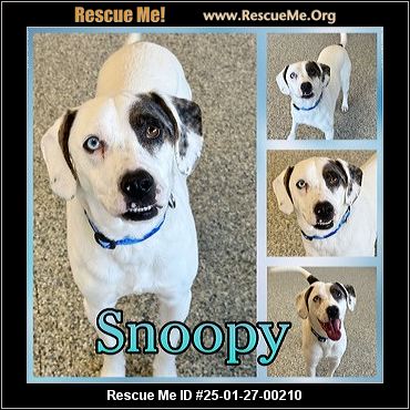 - Pennsylvania Beagle Rescue - ADOPTIONS - Rescue Me!