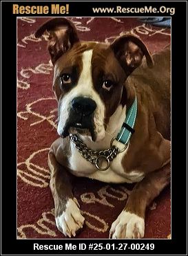 - Florida Boxer Rescue - ADOPTIONS - Rescue Me!